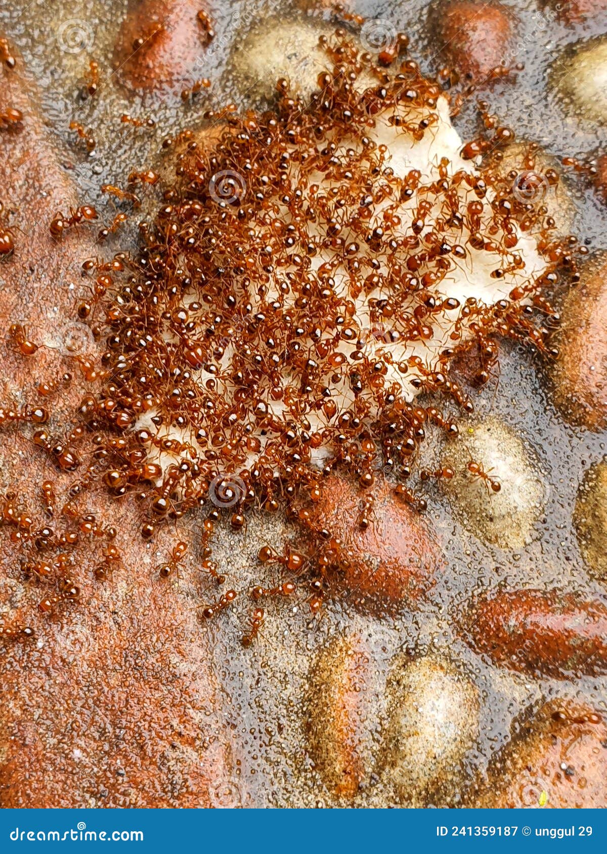 A Collection Of Red Ants Swarming Around Dead Insects Royalty-Free ...