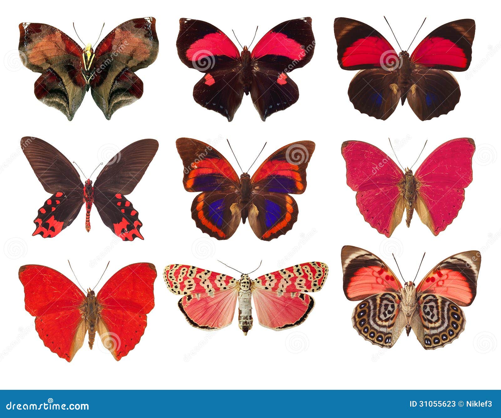 Set Of Red Butterflies Isolated On A White Background. Flock Of Colored ...