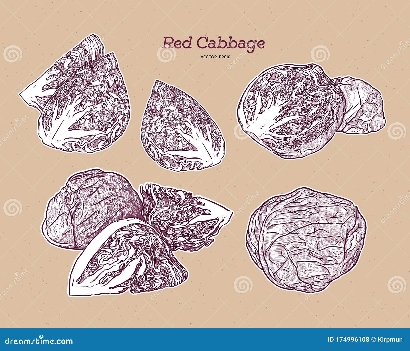 Collection of Red Cabbage, Hand Draw Sketch Vector Stock Vector ...