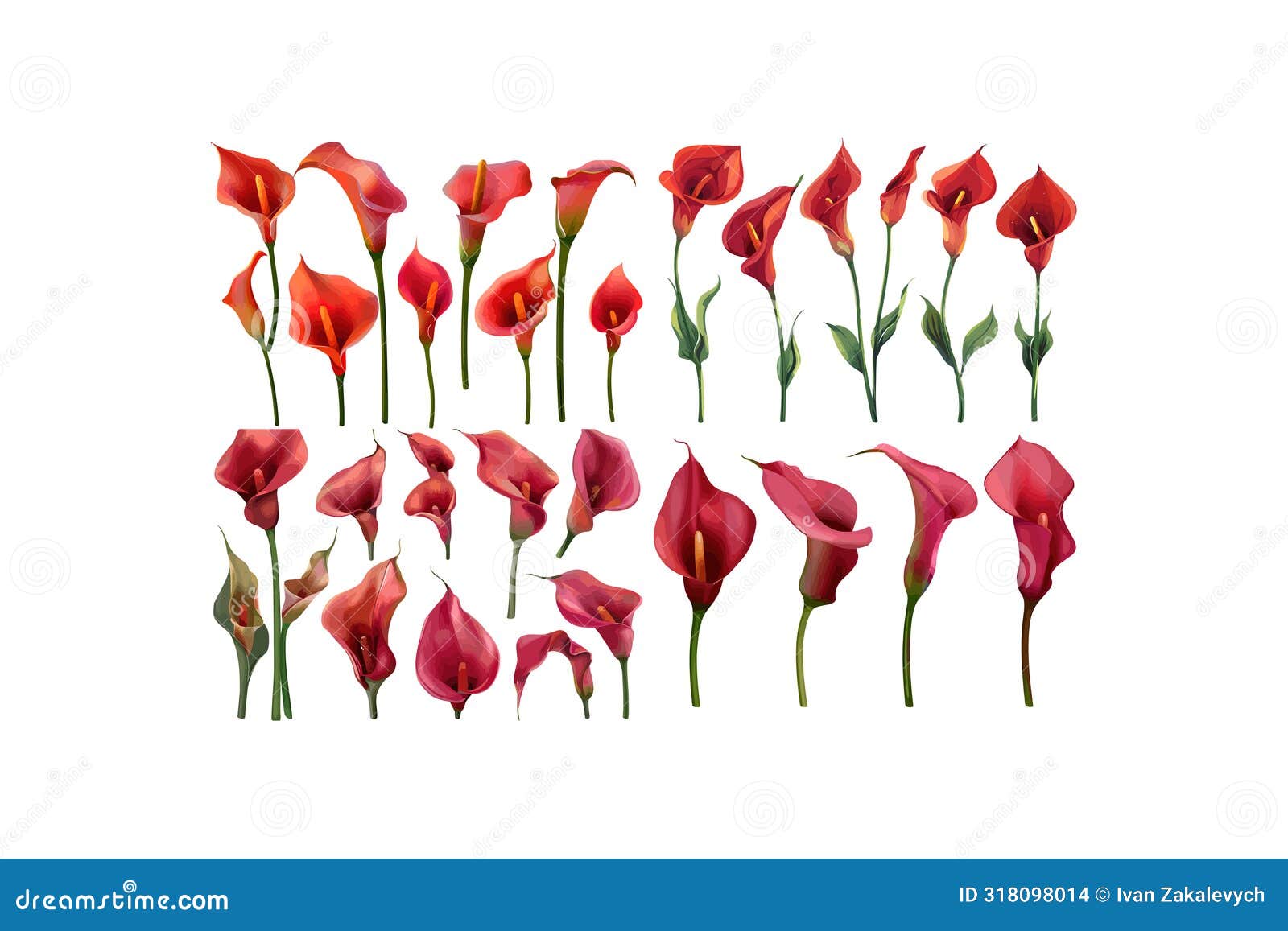 Collection of Red Calla Lily Flowers in Various Poses. Vector ...