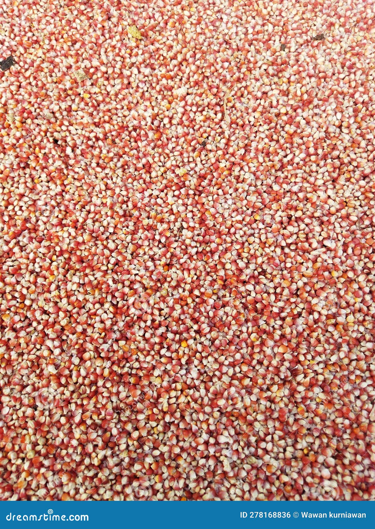 Collection of Red Corn for Bird Feed Stock Photo - Image of collection ...