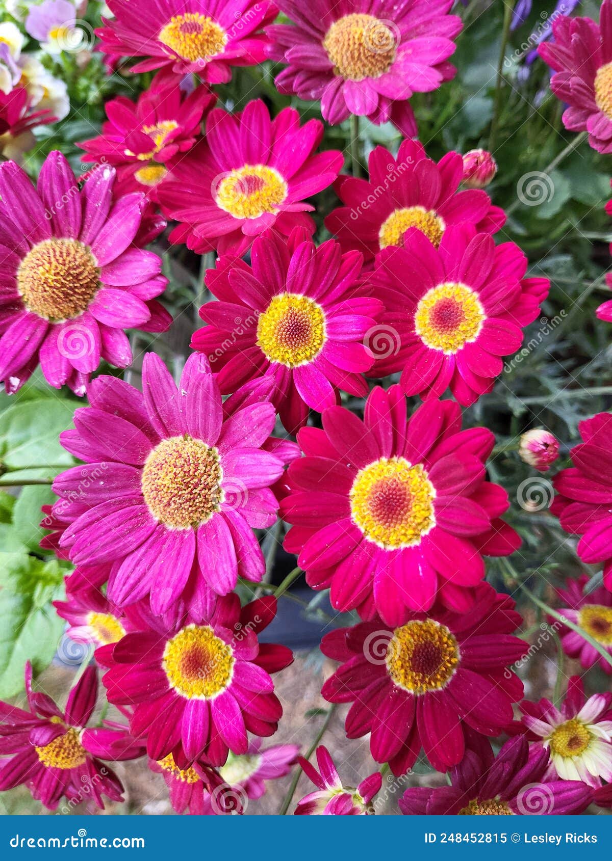 Collection of Red Daisies stock image. Image of sunflower - 248452815
