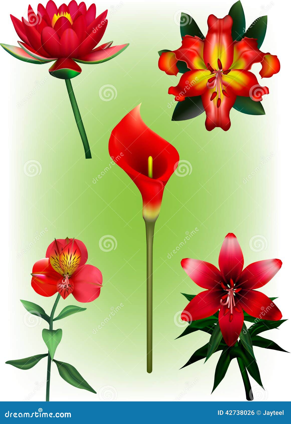 A Collection of Red Lily Vector Illustrations Stock Vector ...