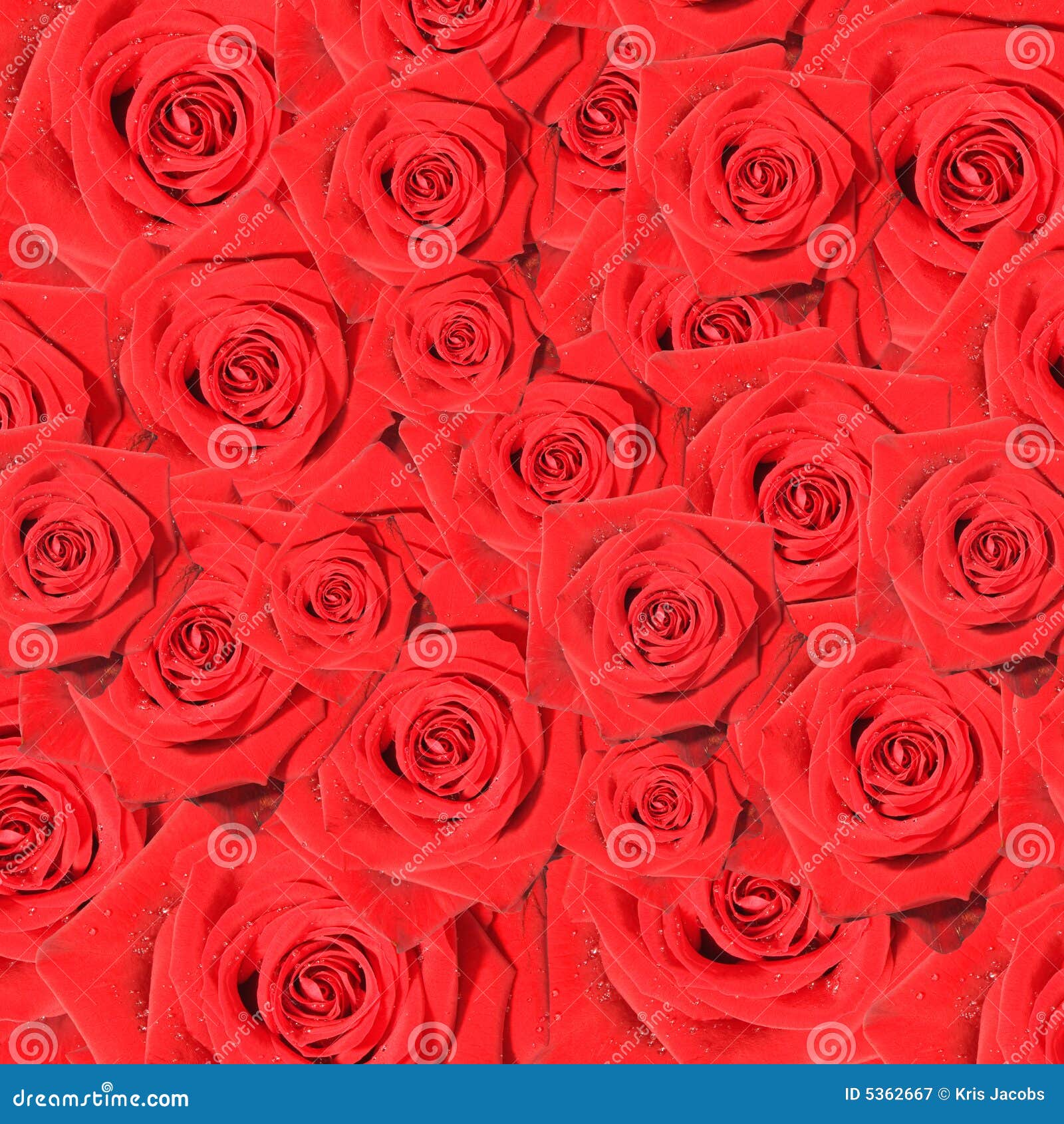Collection of red roses stock image. Image of friendship - 5362667