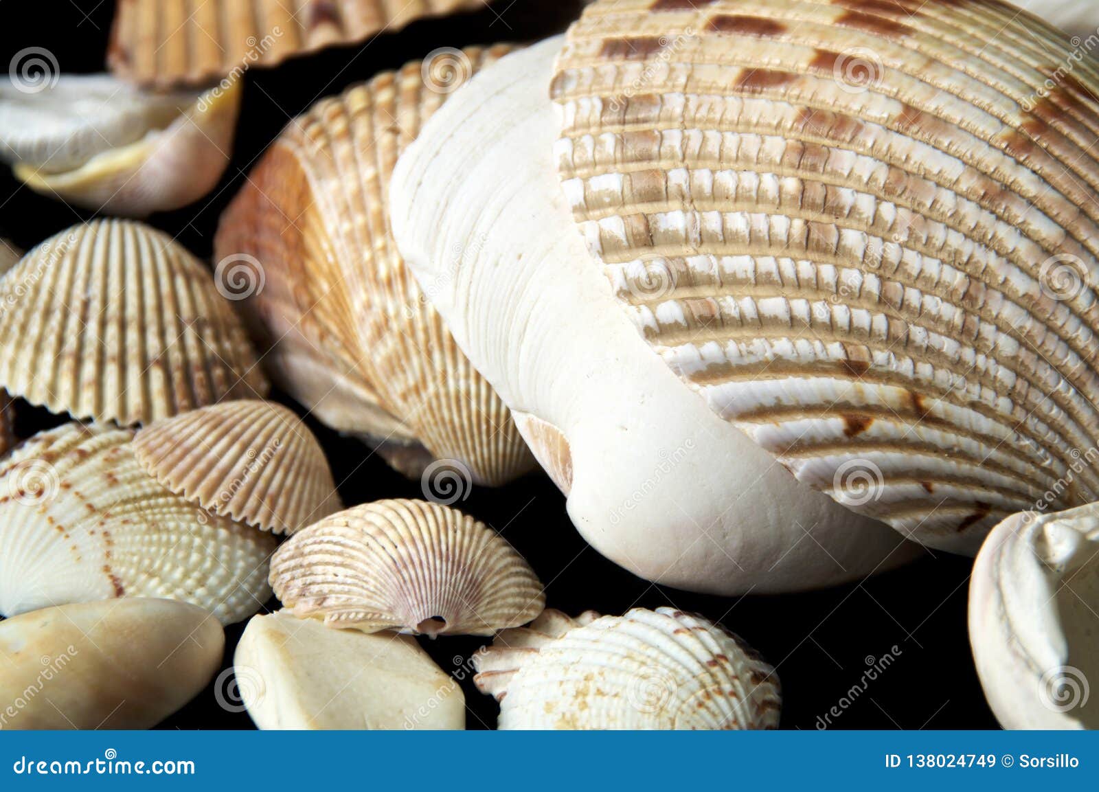 Ribbed Sea Shells on Black Background Stock Image - Image of white ...