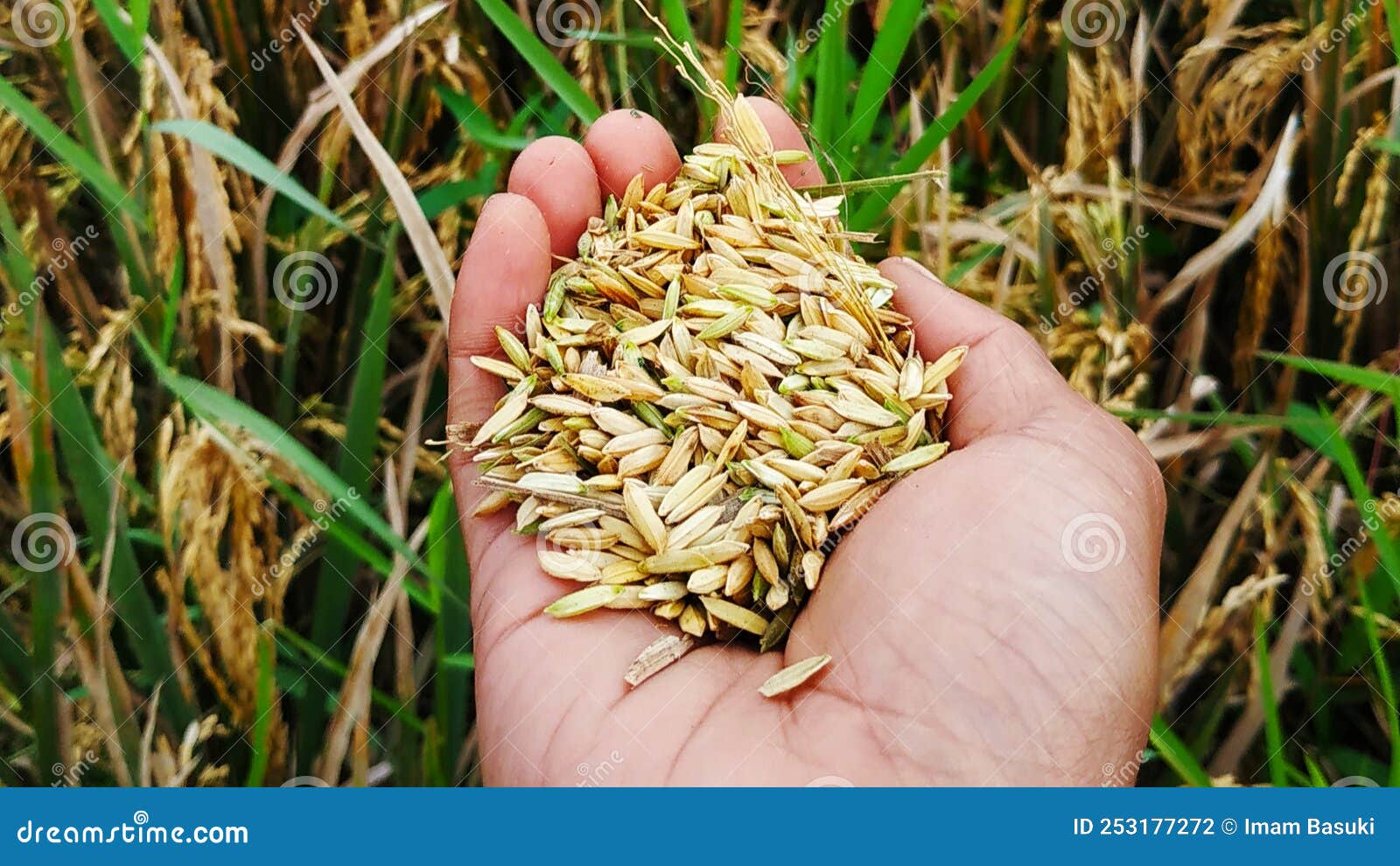 Collection of rice in hand stock photo. Image of food - 253177272