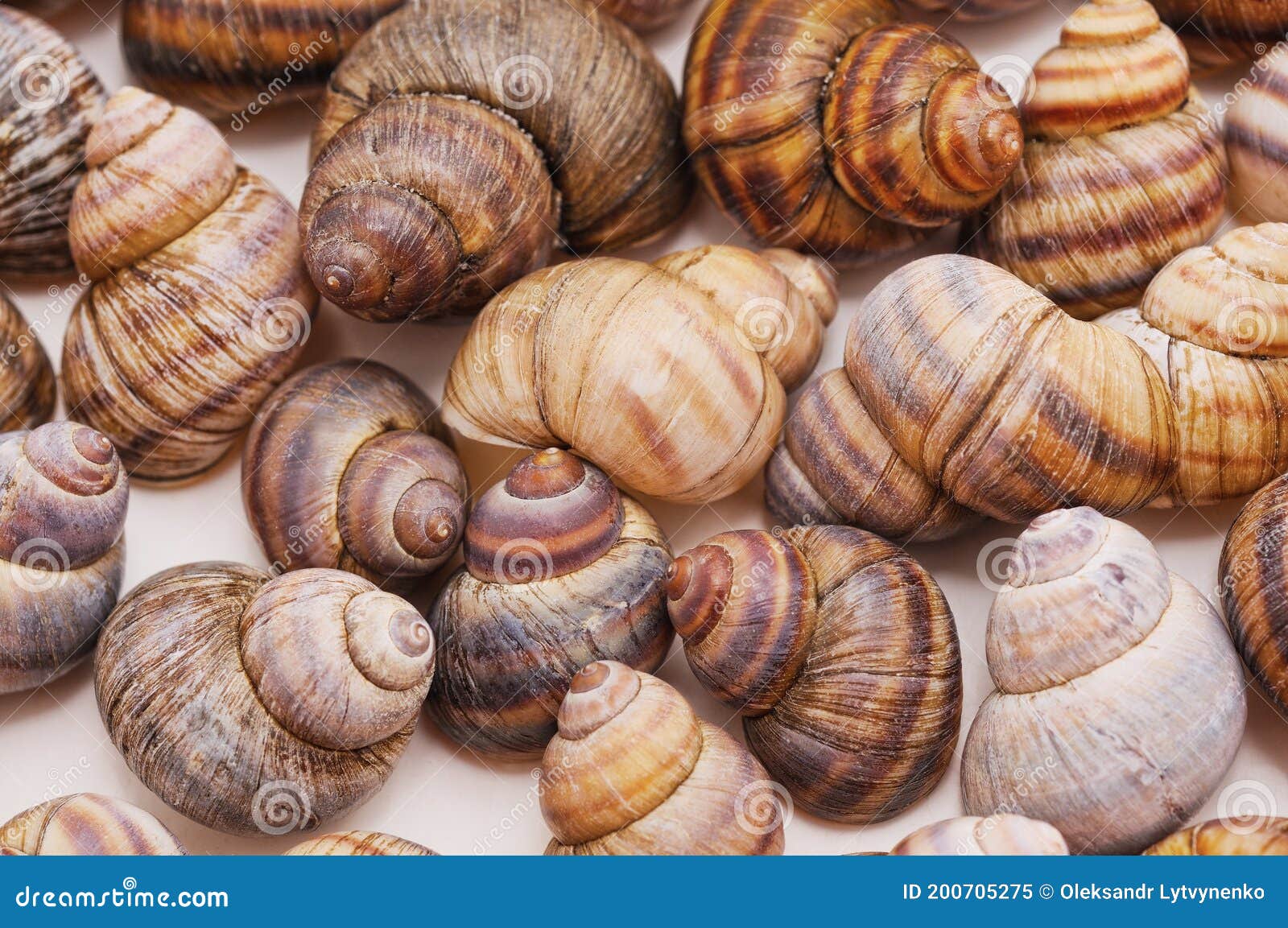 Collection of river shell stock image. Image of environmental - 200705275