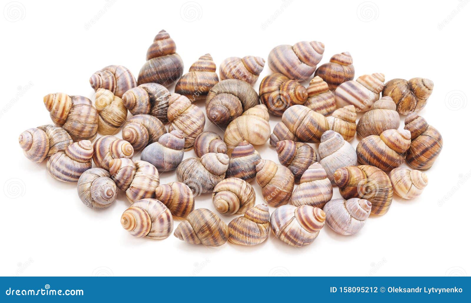 Collection of river shell stock photo. Image of rive - 158095212