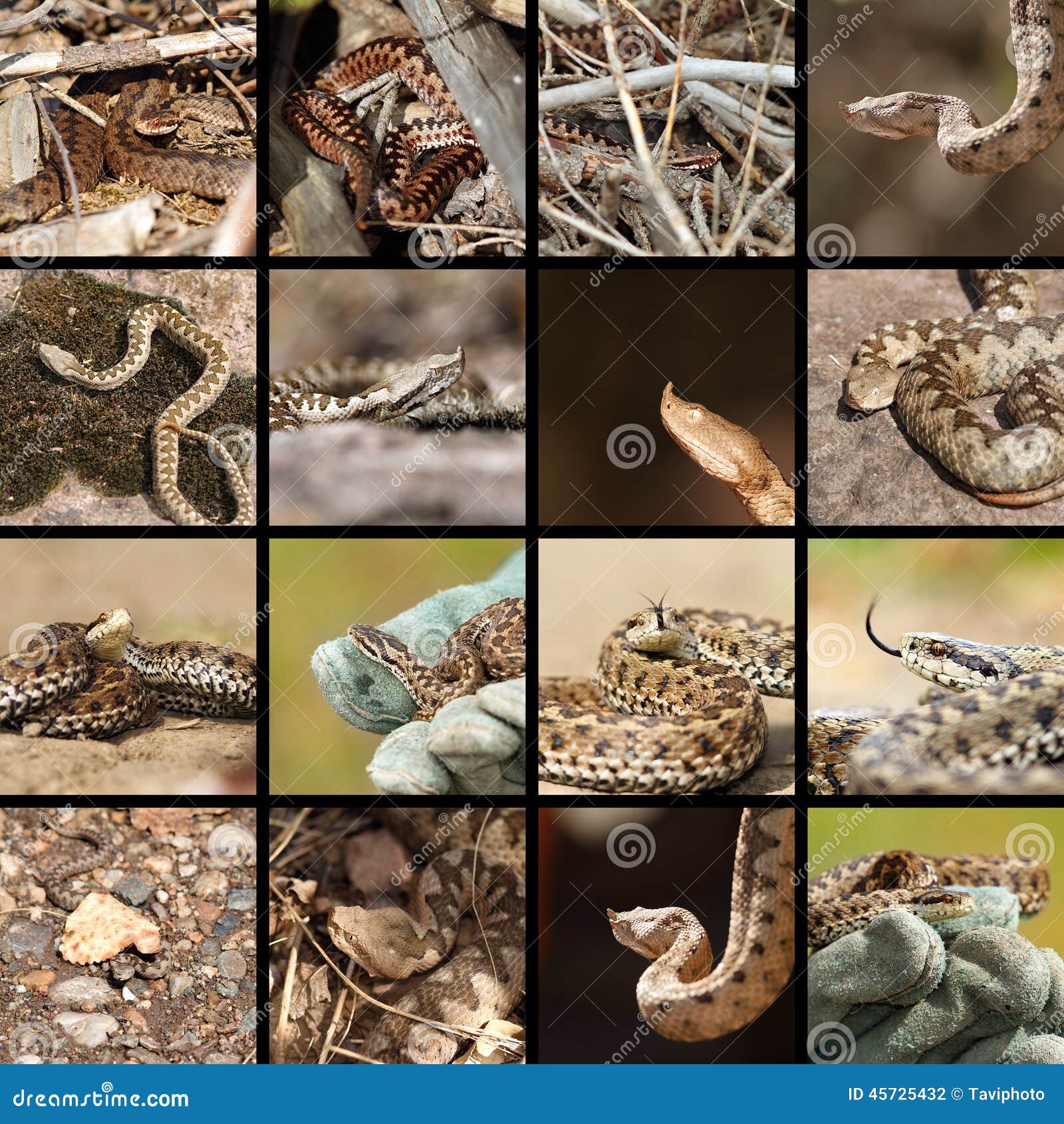 Collection of Romanian Vipers Stock Photo - Image of collage, animal ...