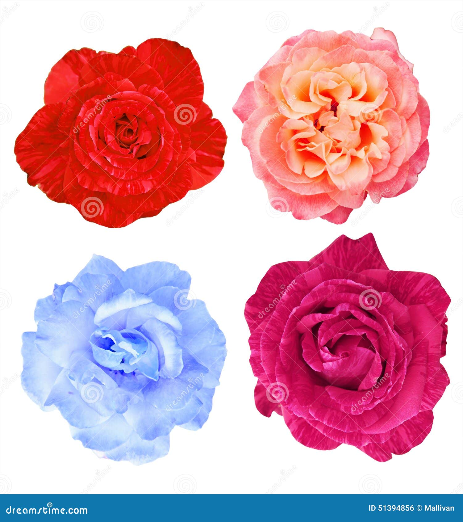 Collection of roses stock photo. Image of celebrations - 51394856