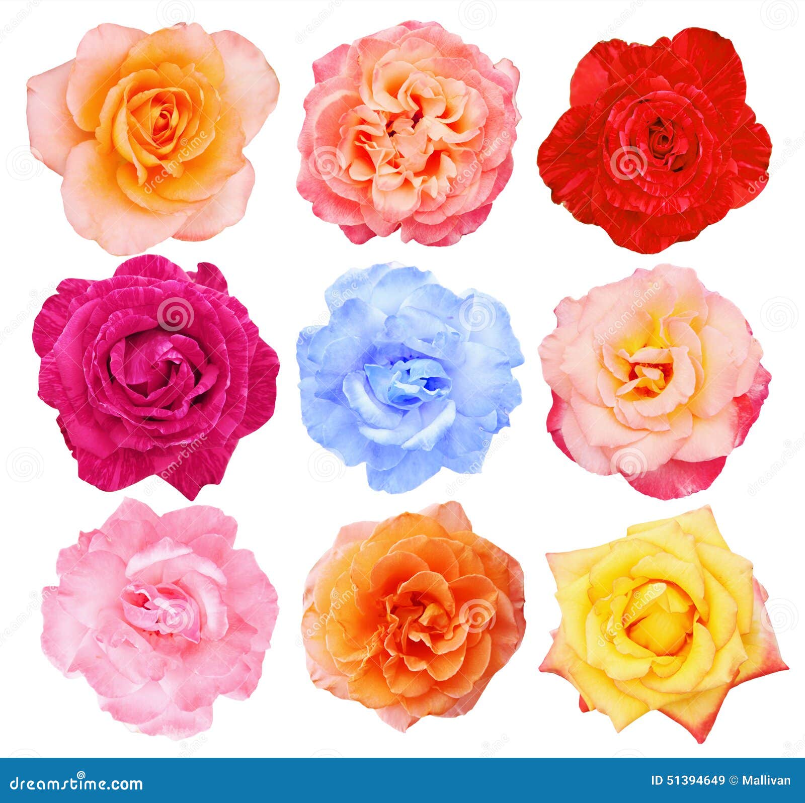 Collection of Roses, Top View Stock Image - Image of pattern, rose ...