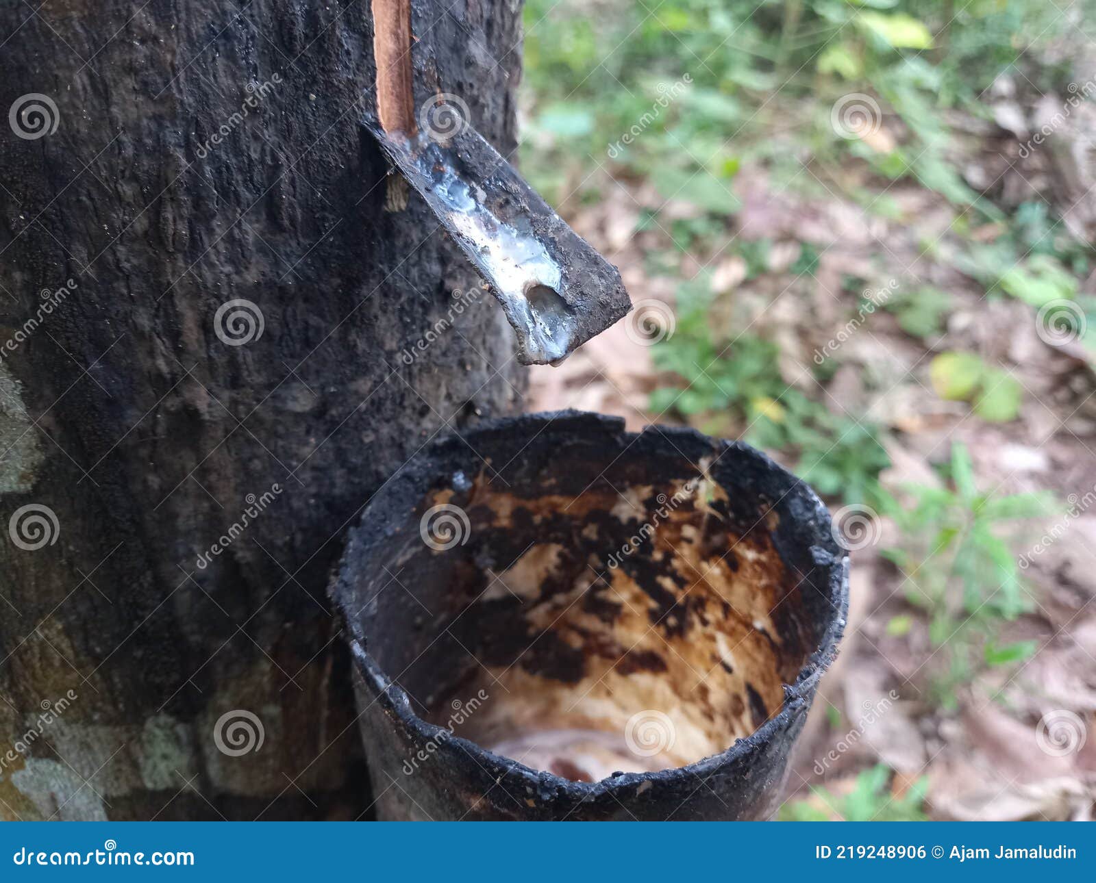 710 Rubber Tree Sap Collection Photos - Free & Royalty-Free Stock ...