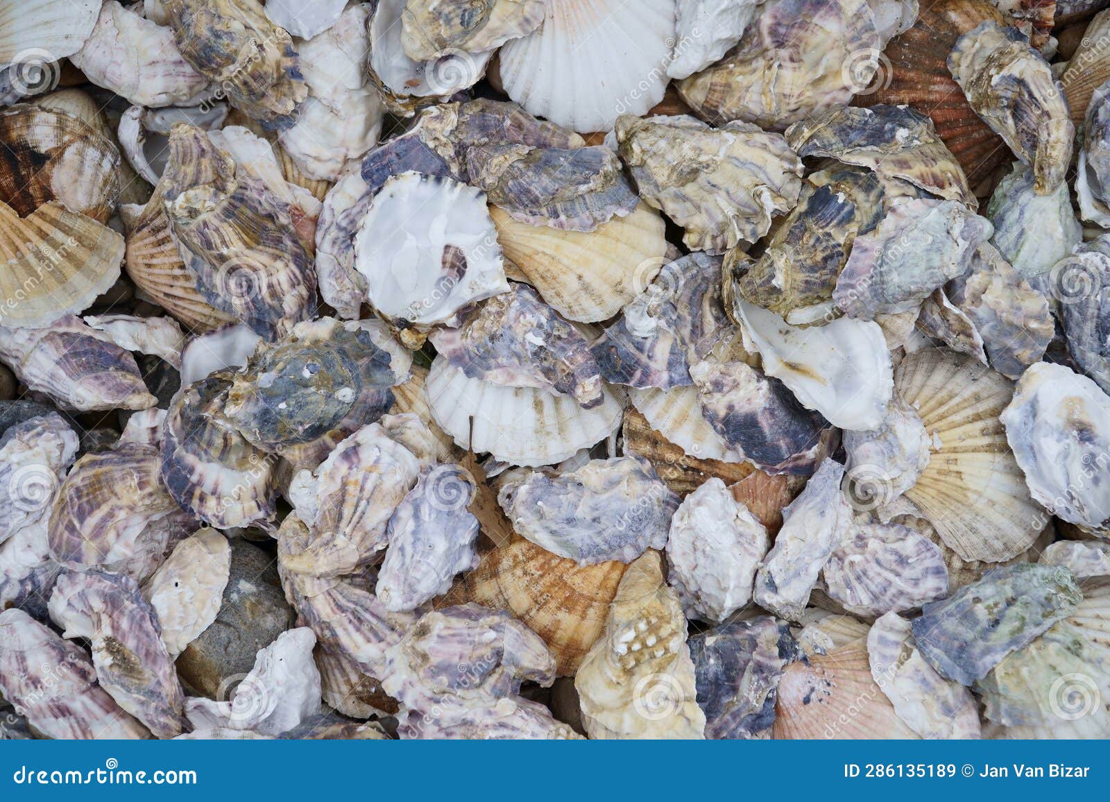Collection of Saint-Jaques and Oyster Shells Stock Image - Image of ...