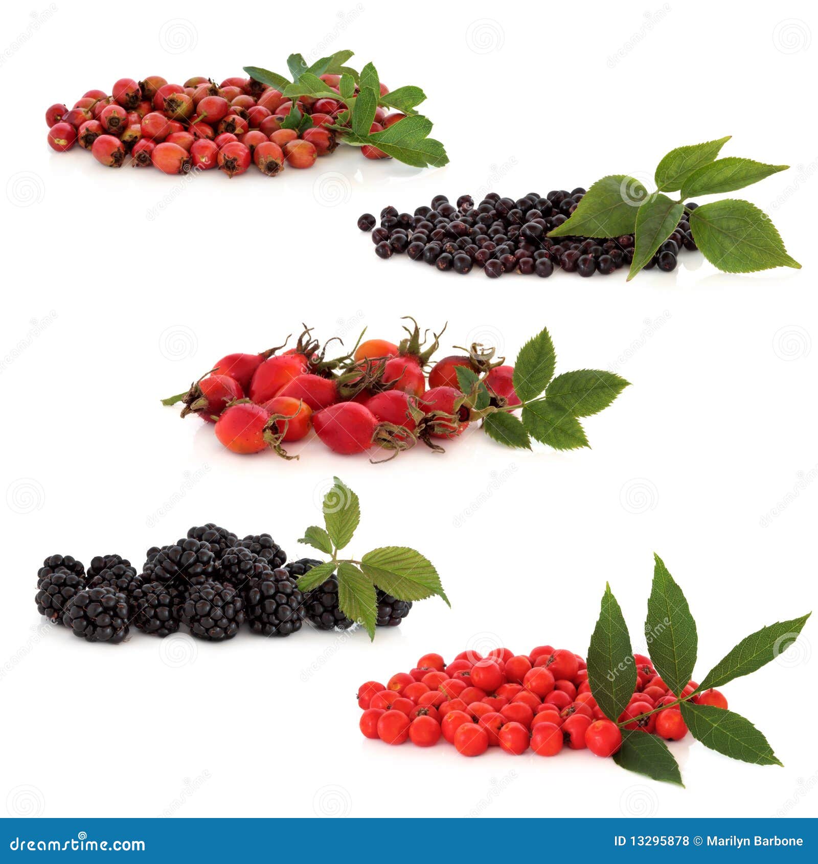 Collection Sauvage De Fruit Photo stock - Image du sain, rose: 13295878