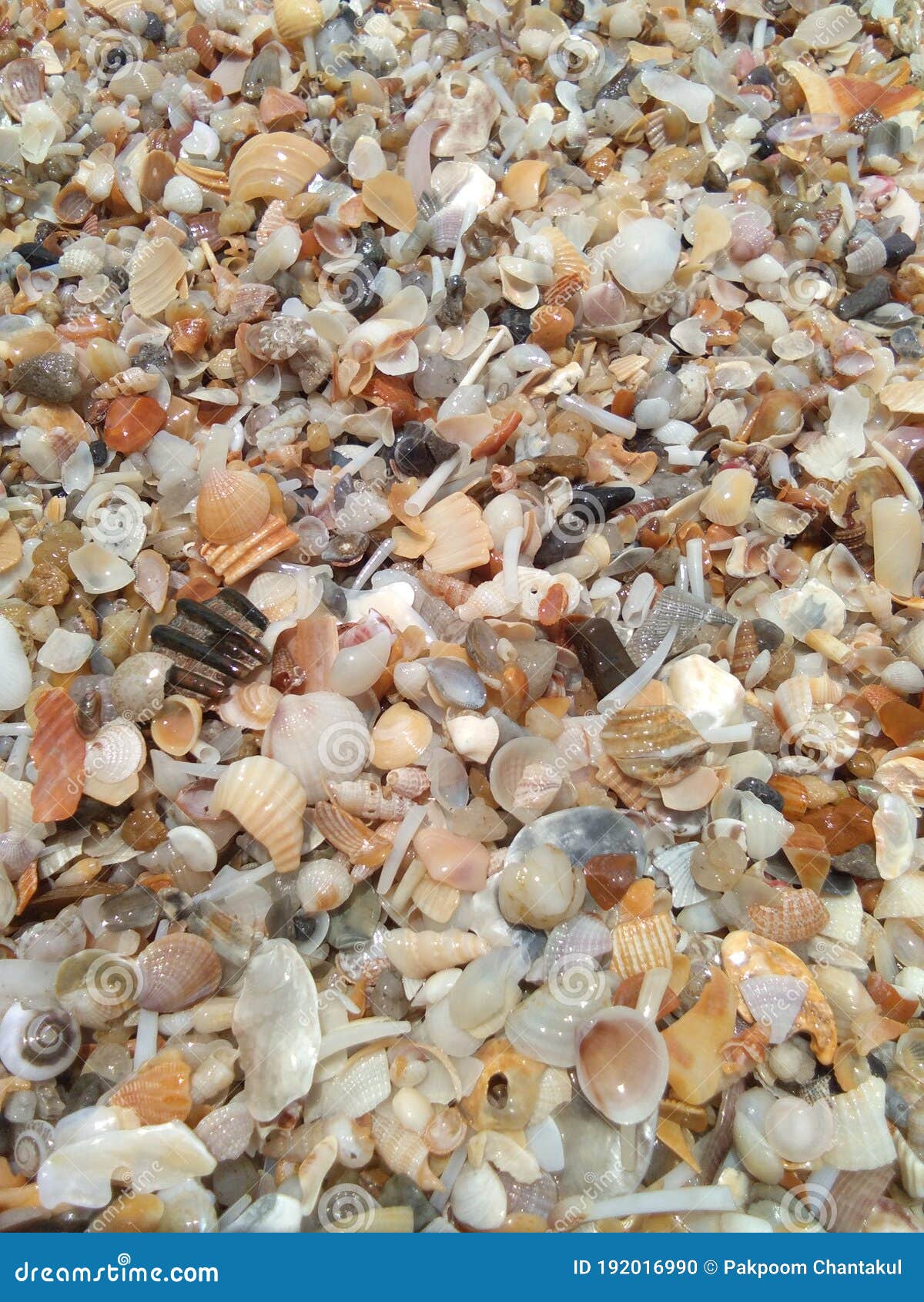 A Collection of Scrap Shells in the Sea Stock Photo - Image of nature ...