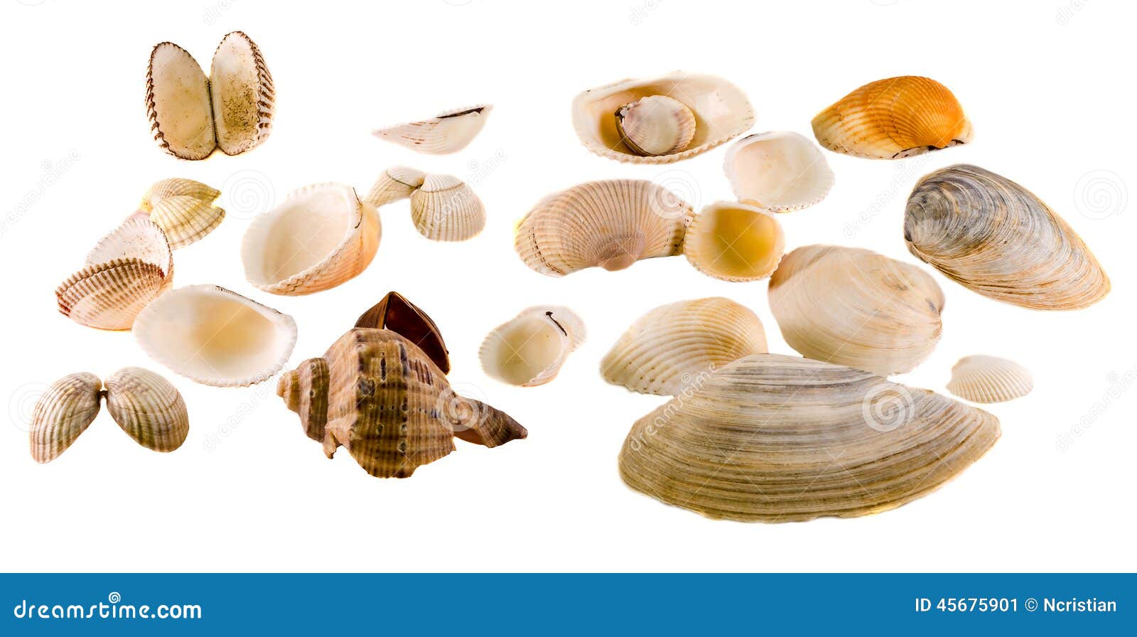 Collection of Sea Colored Shells, Close Up Isolated, White Background ...