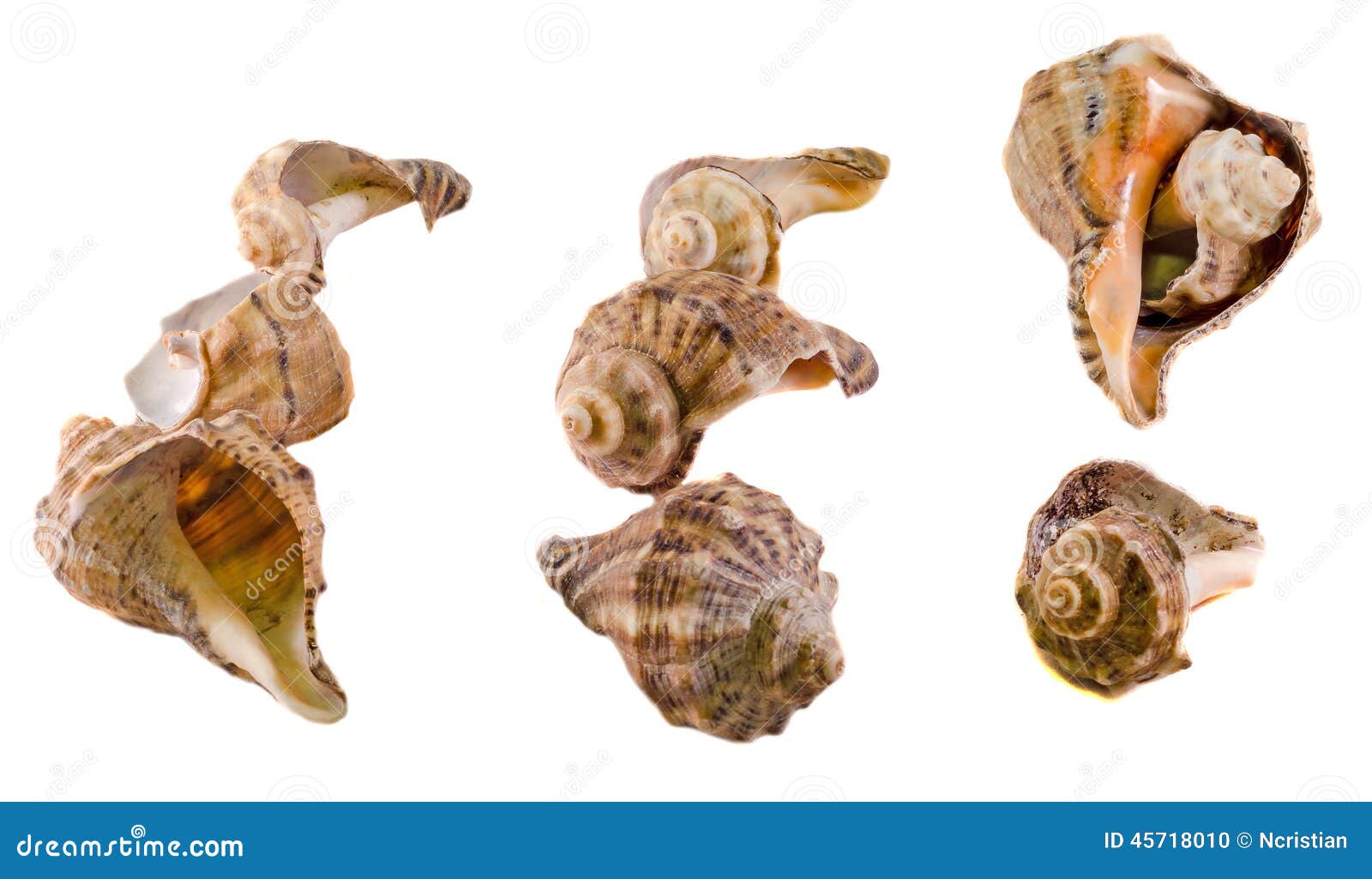 Collection of Sea Colored Shells, Close Up Isolated, White Background ...