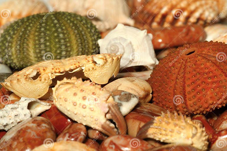 Collection of sea items stock photo. Image of coast, fish - 5519224