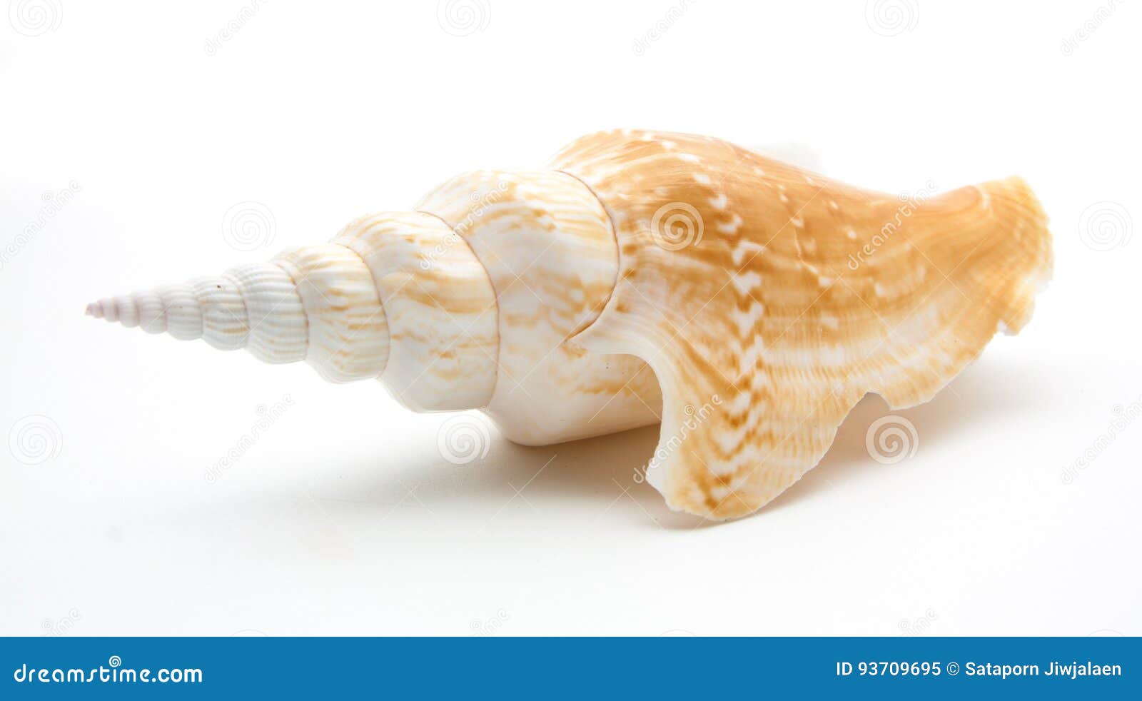 Collection Sea Shell Isolated on White Stock Image - Image of starfish ...