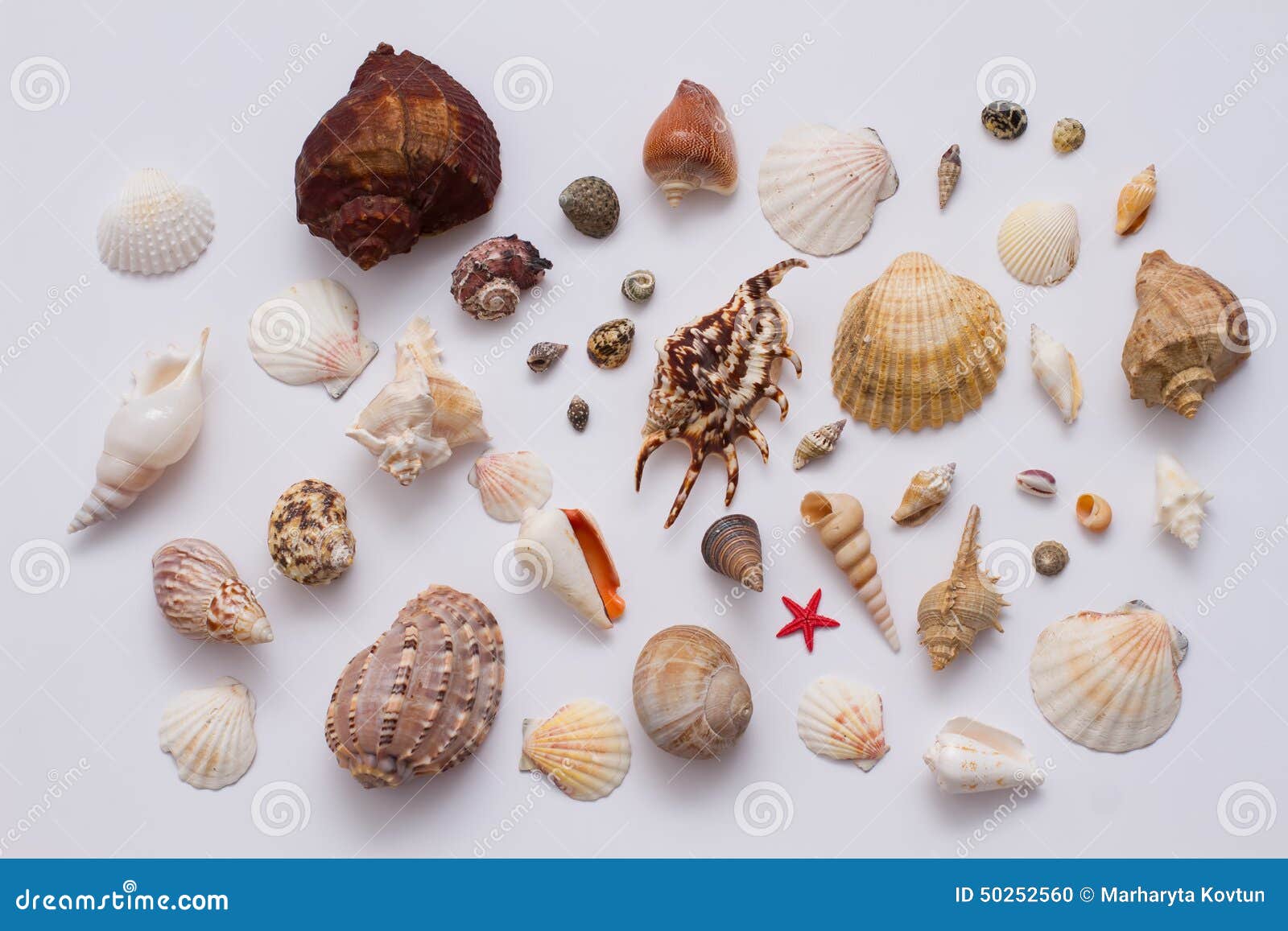 Collection of sea shell stock photo. Image of cockleshell - 50252560