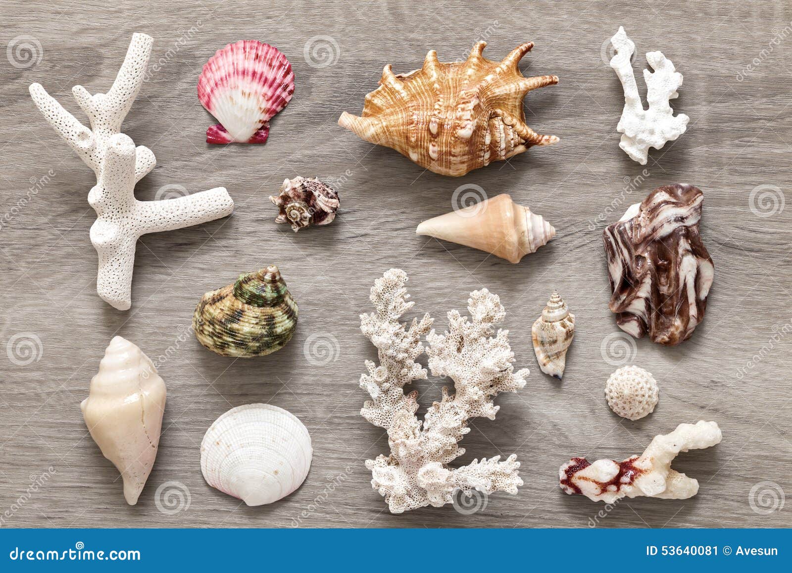 Collection of sea shells stock image. Image of assorted - 53640081