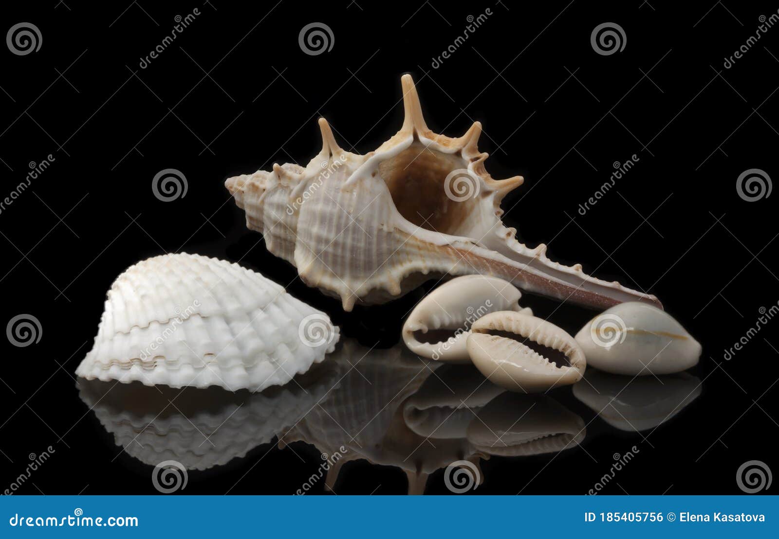Collection of Sea Shells on a Black Background Stock Photo - Image of ...