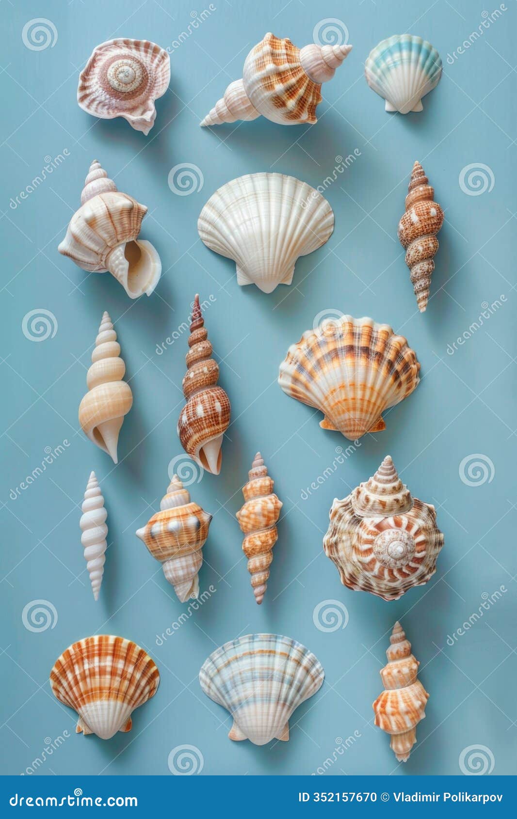 A Collection of Sea Shells on a Blue Background, Perfect for Beach ...