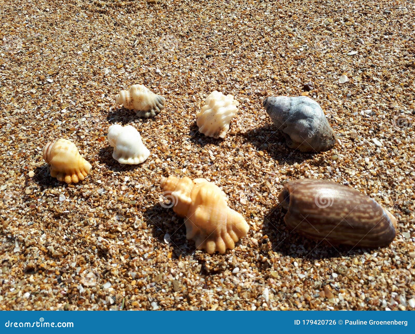 A Collection of Sea Shells on the Beach Stock Photo - Image of ...