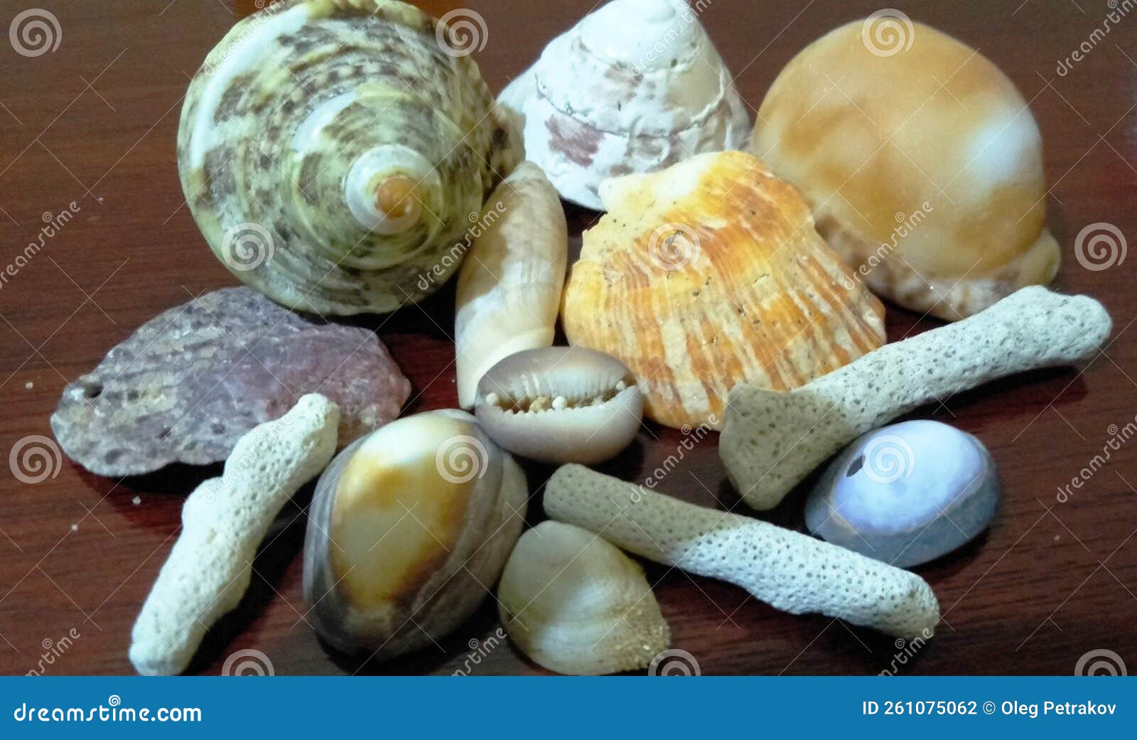 Collection of Sea Shells and Corals Stock Photo - Image of invertebrate ...