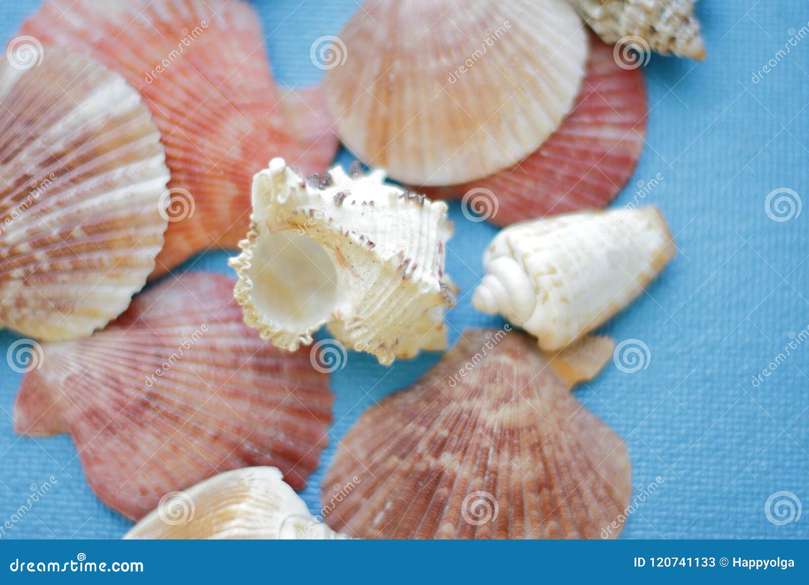 Collection of Sea Shells of Different Forms Stock Image - Image of ...