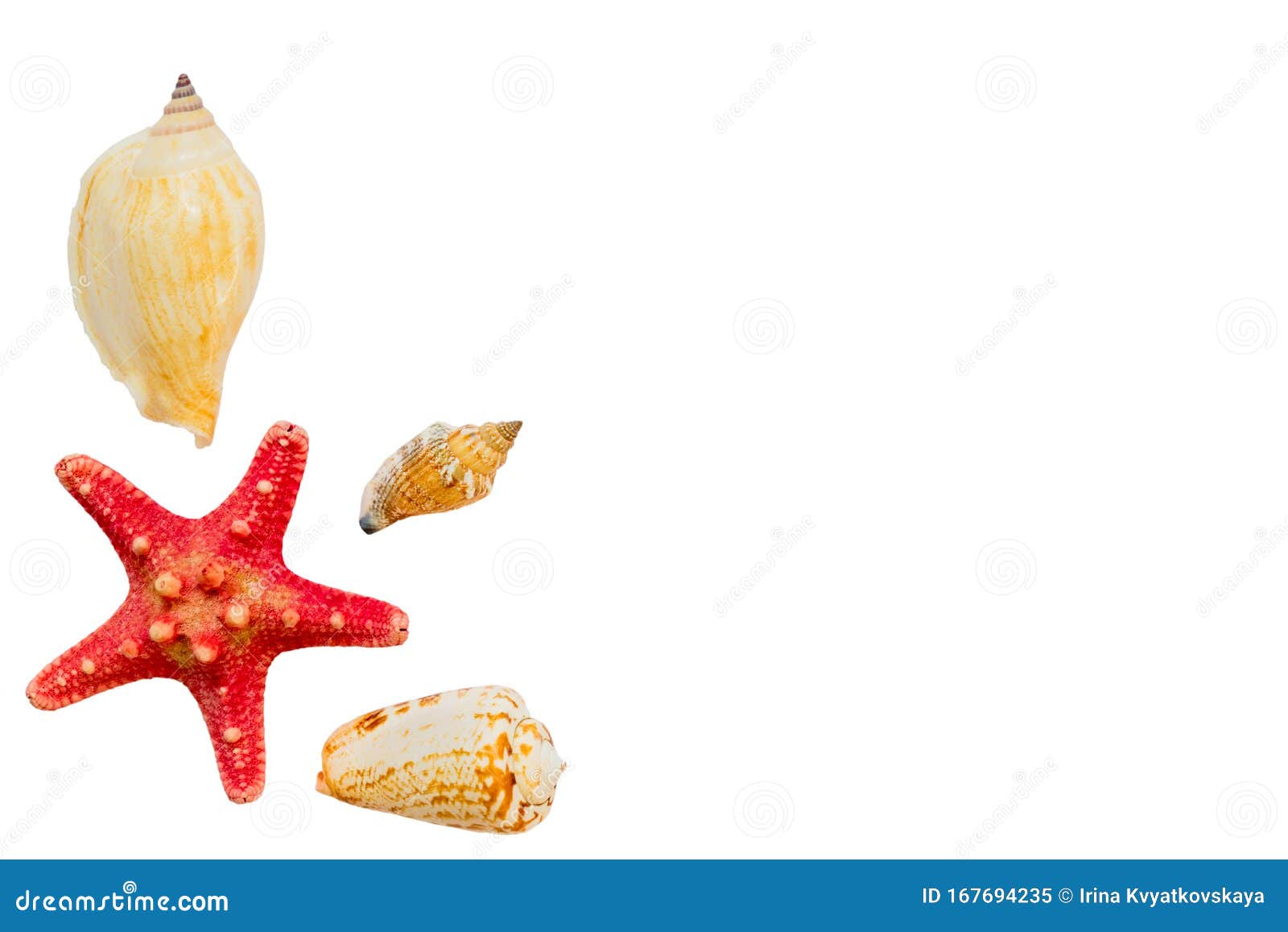 Collection of Sea Shells Isolated on White Background Stock Image ...