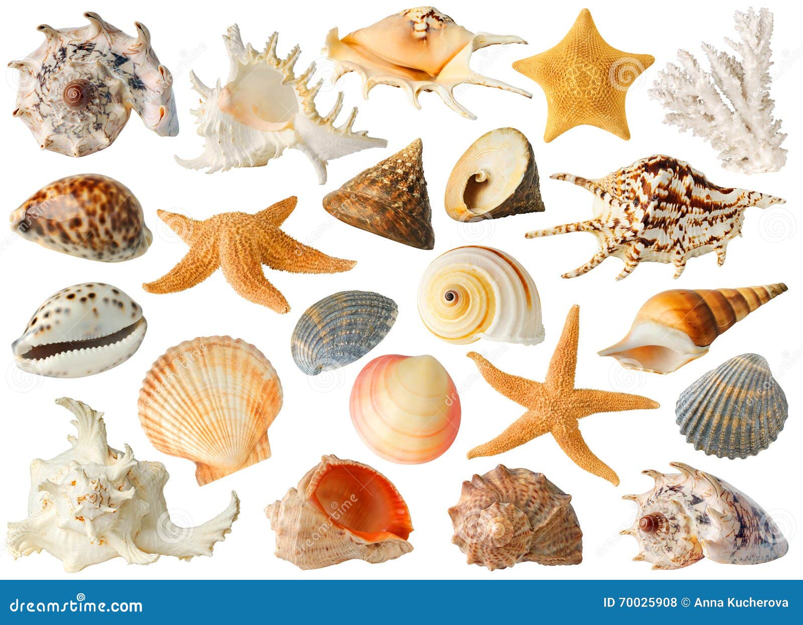 Collection of sea shells stock photo. Image of cutout - 70025908