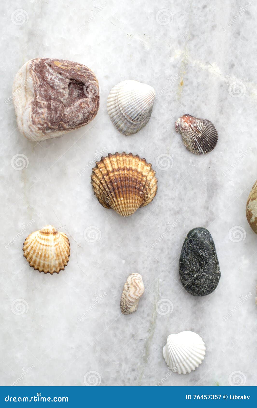 Collection of Sea Shells and Rocks Stock Image - Image of texture ...