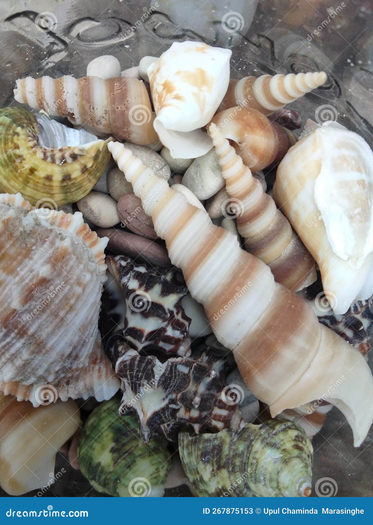 A Collection of Sea Shells from Seyshells Stock Image - Image of ...