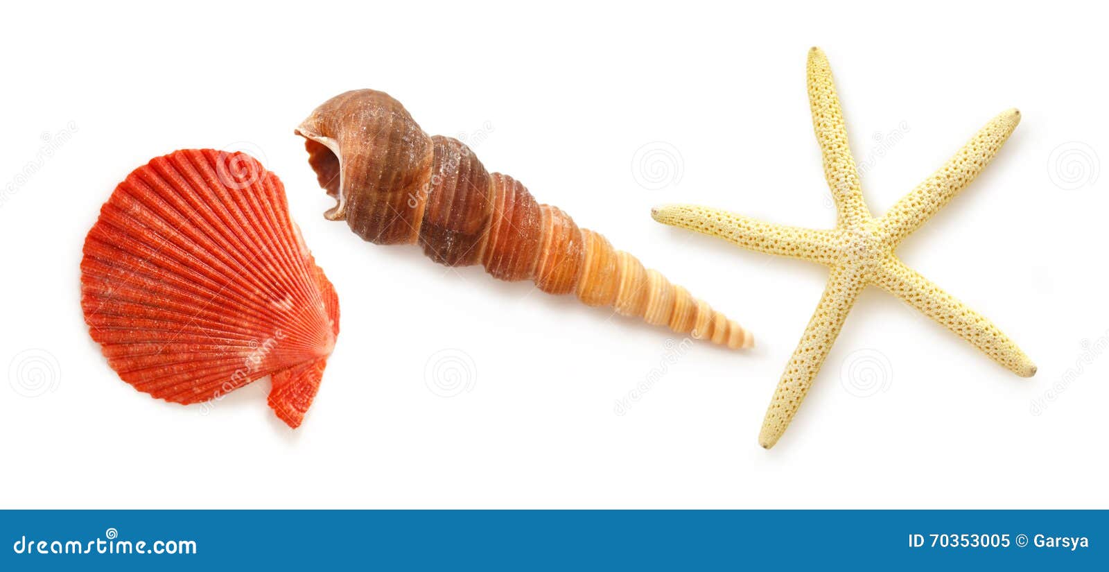 Collection of Sea Shells and Star Stock Image - Image of decoration ...