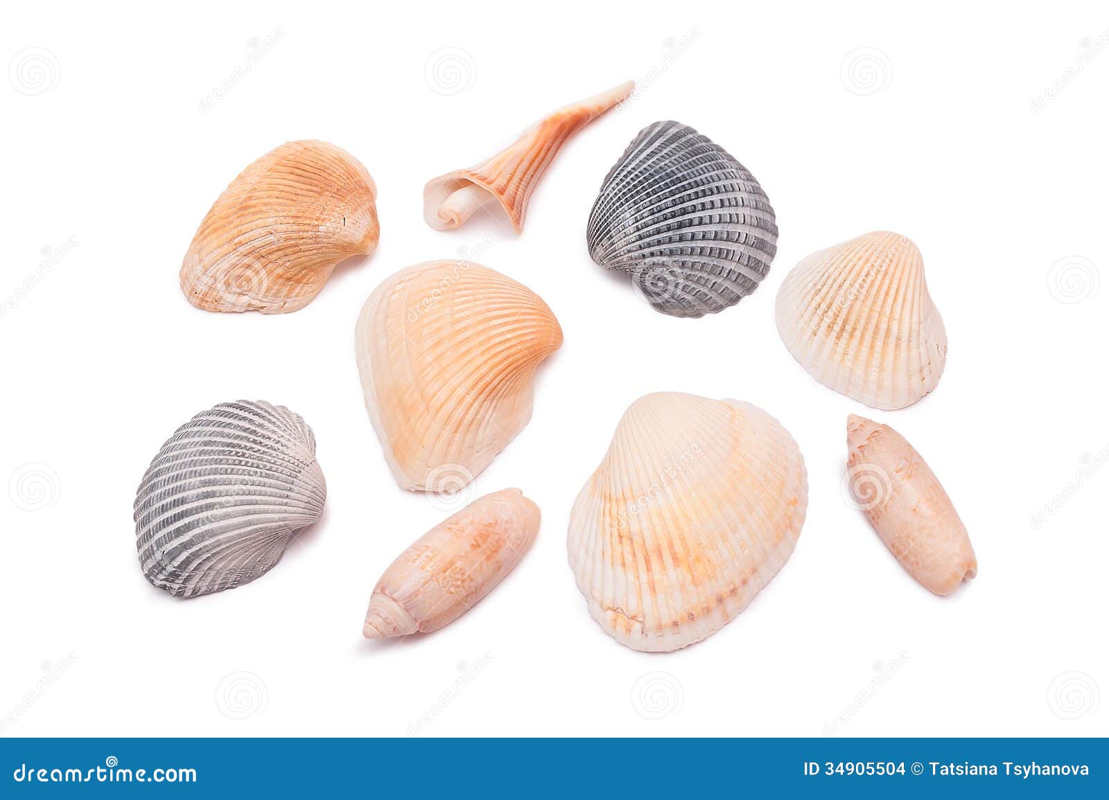Collection of Sea Shells on White Stock Photo - Image of nature, beach ...