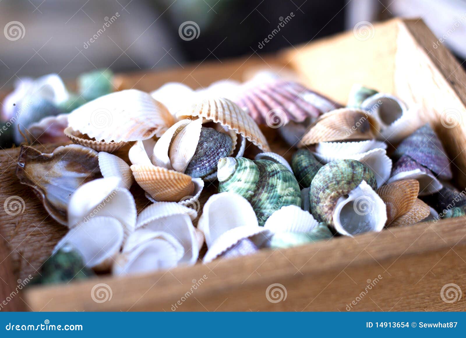 Collection of Sea Shells in Wooden Box Stock Photo - Image of aquatic ...