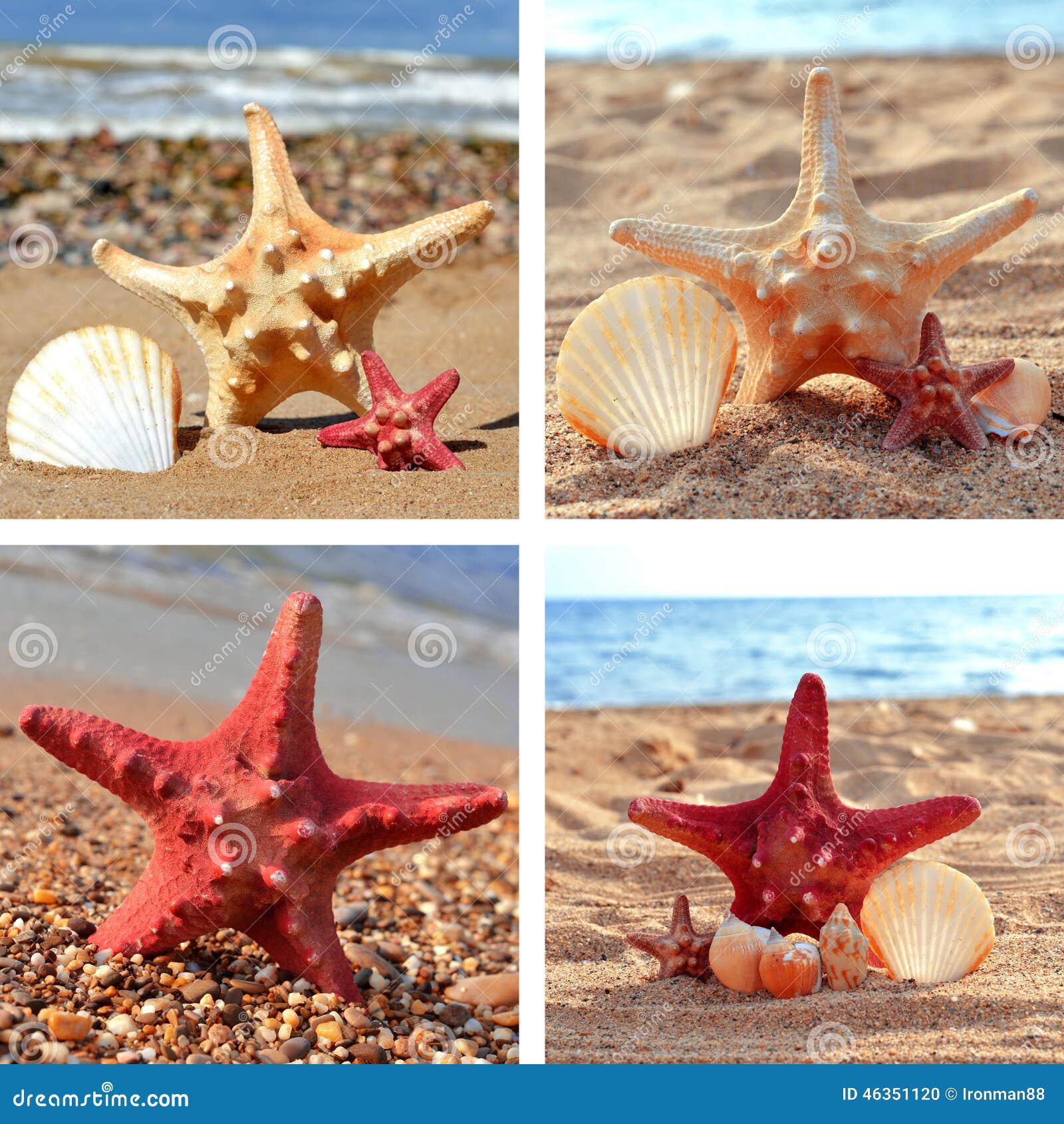 Collection of Sea Stars, Shells Stock Photo - Image of paradise ...