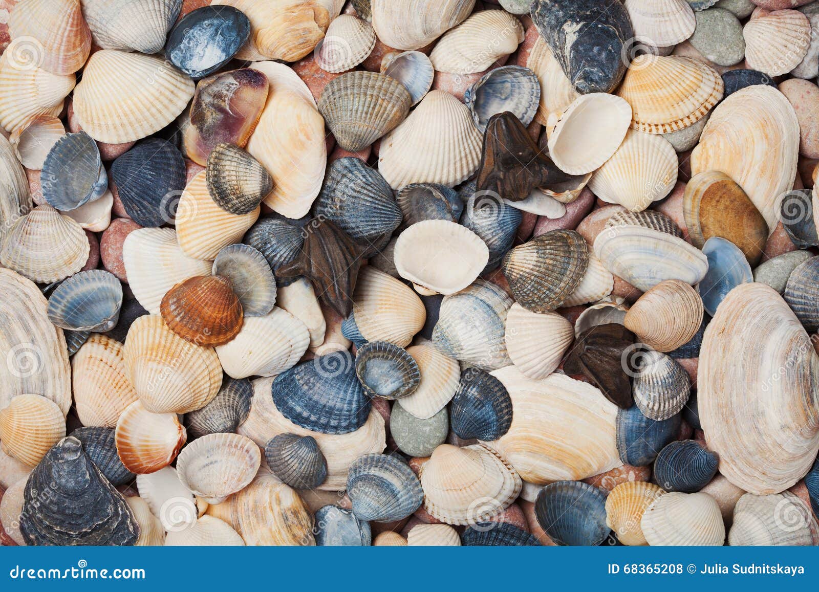Collection of Seashell for Background, Natural Macro Texture Stock ...
