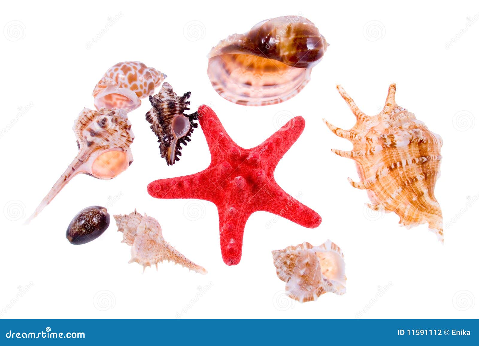 Collection of seashells stock photo. Image of orange - 11591112