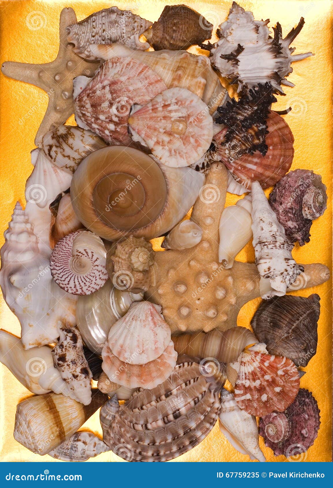A collection of seashells stock image. Image of aquatic - 67759235
