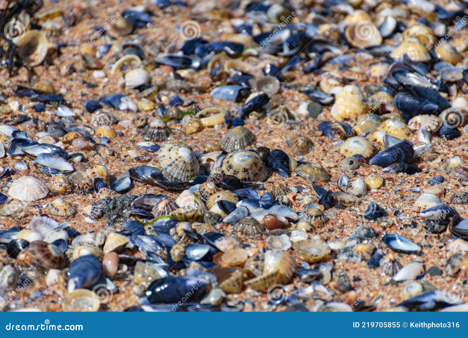 Collection of Seashells on the Beach Stock Image - Image of conch ...