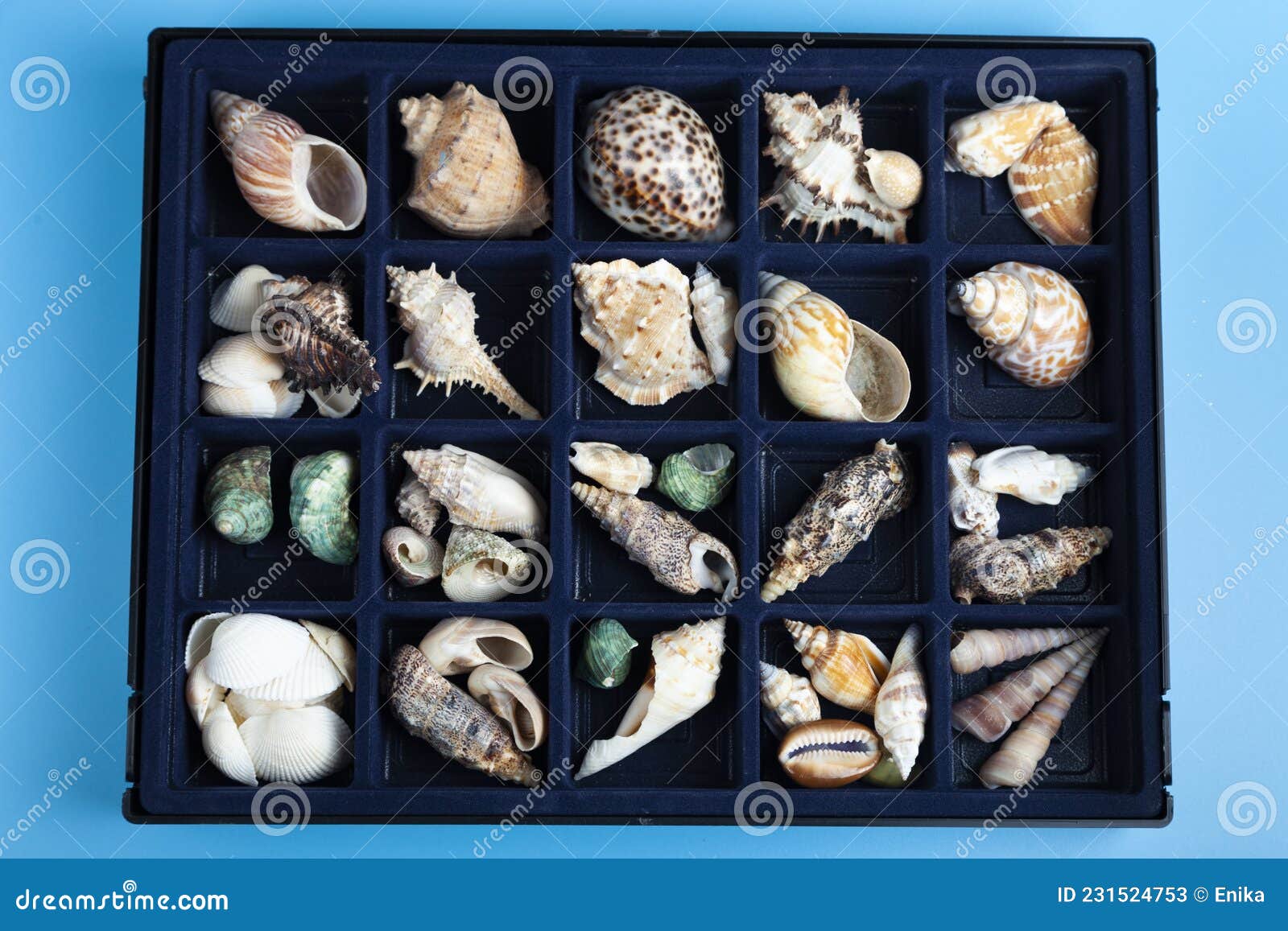 Collection of Seashells in a Box Stock Image - Image of ocean, natural ...