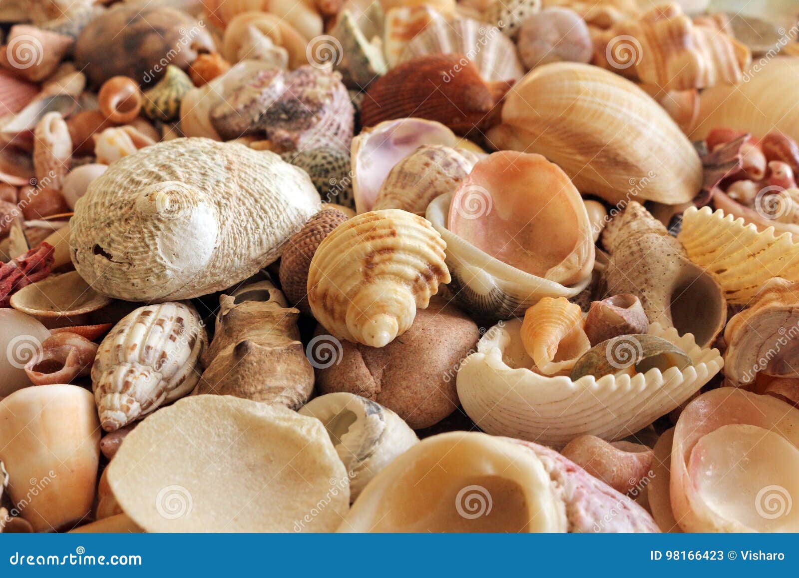 Collection of Seashells stock image. Image of seashells - 98166423