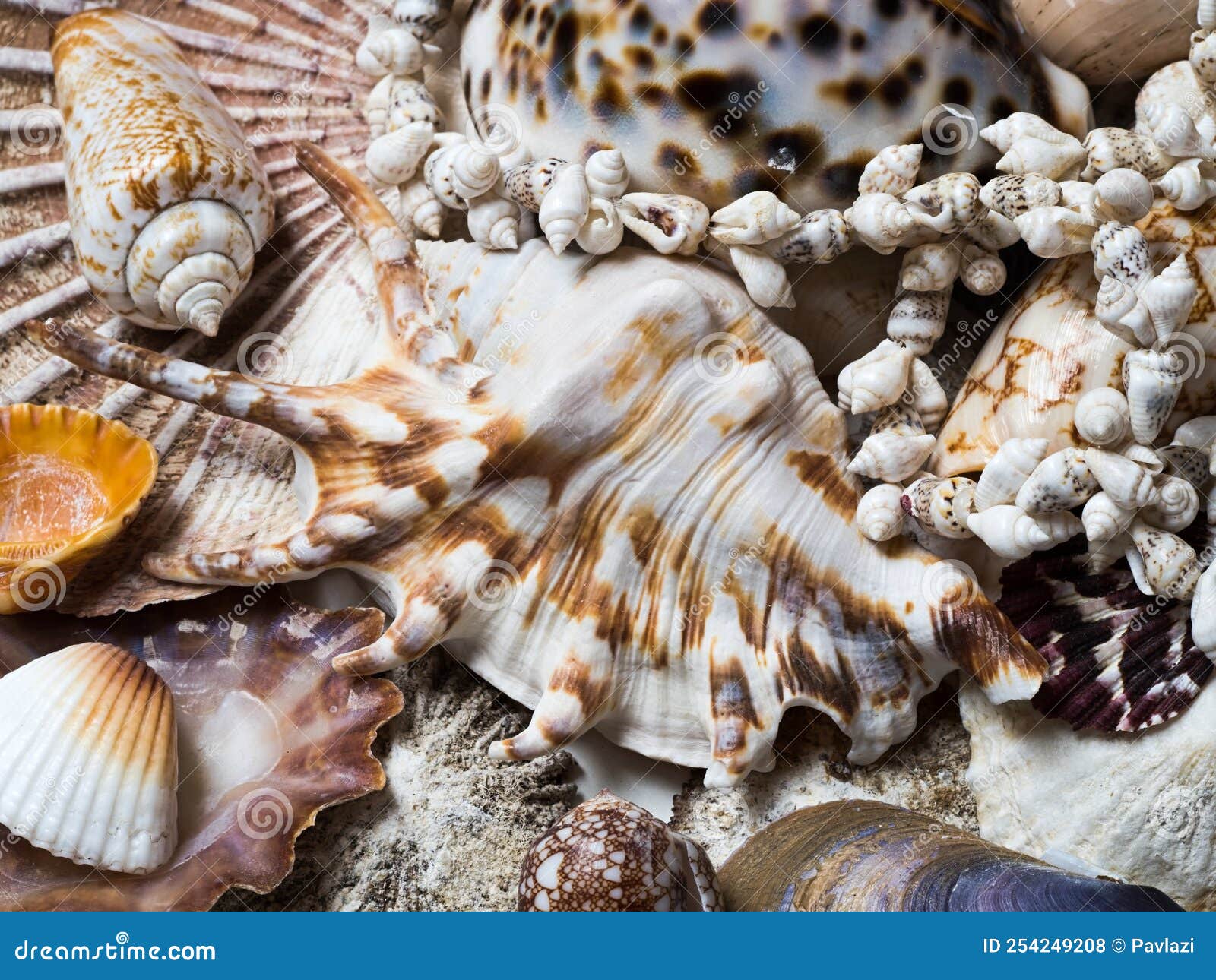 Collection of Seashells of Different Types, with the Big Spider Conch ...