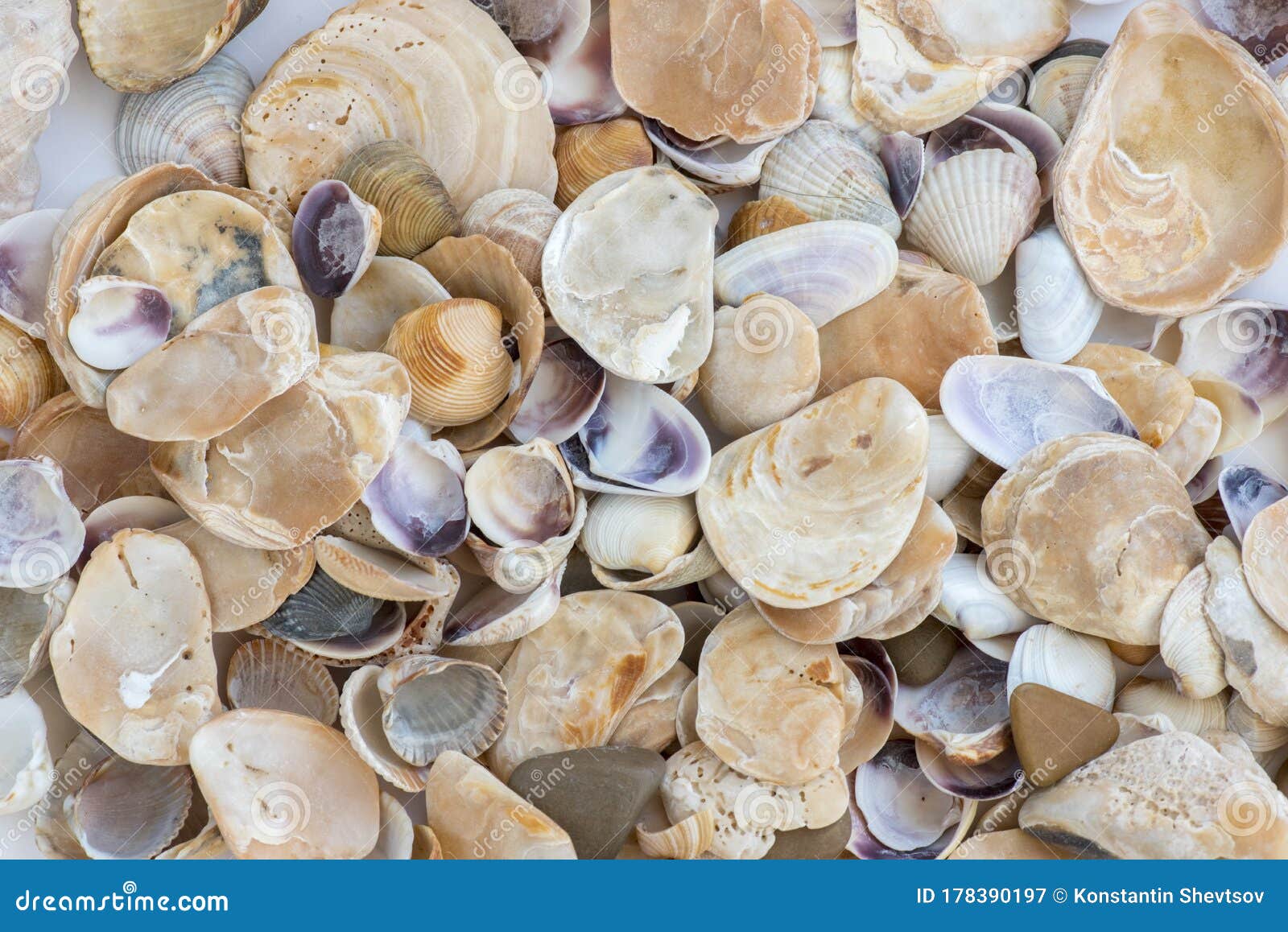 Collection of seashells stock image. Image of spiral - 178390197