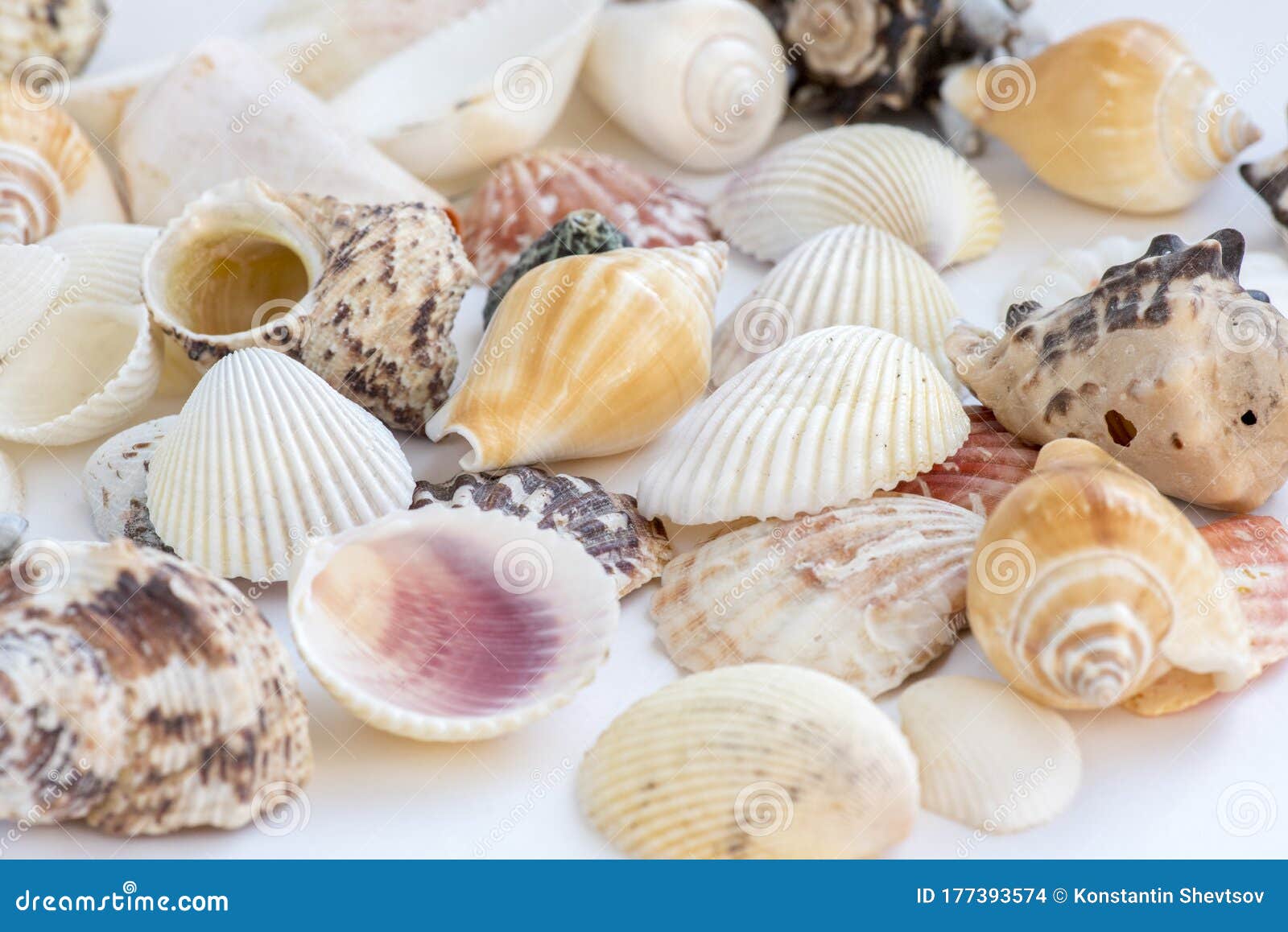Collection of seashells stock photo. Image of surface - 177393574