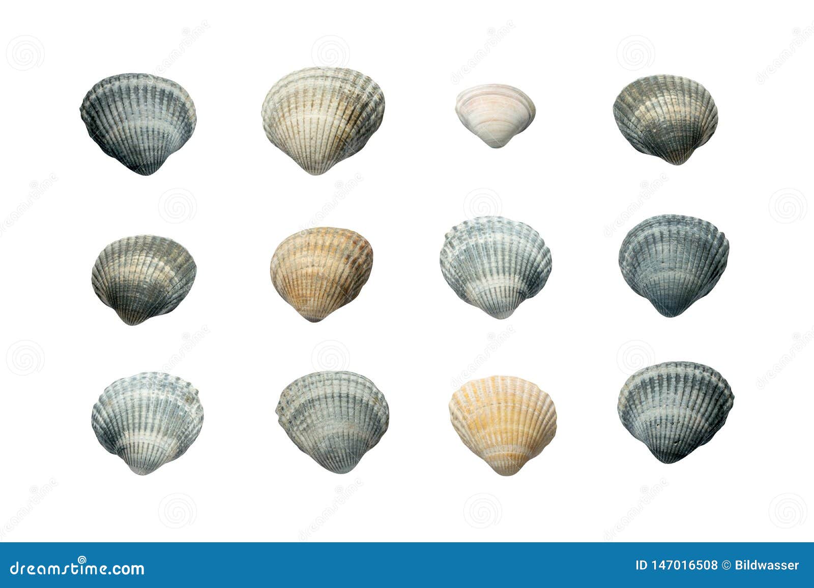 Collection of Seashells Isolated on White Background Stock Photo ...