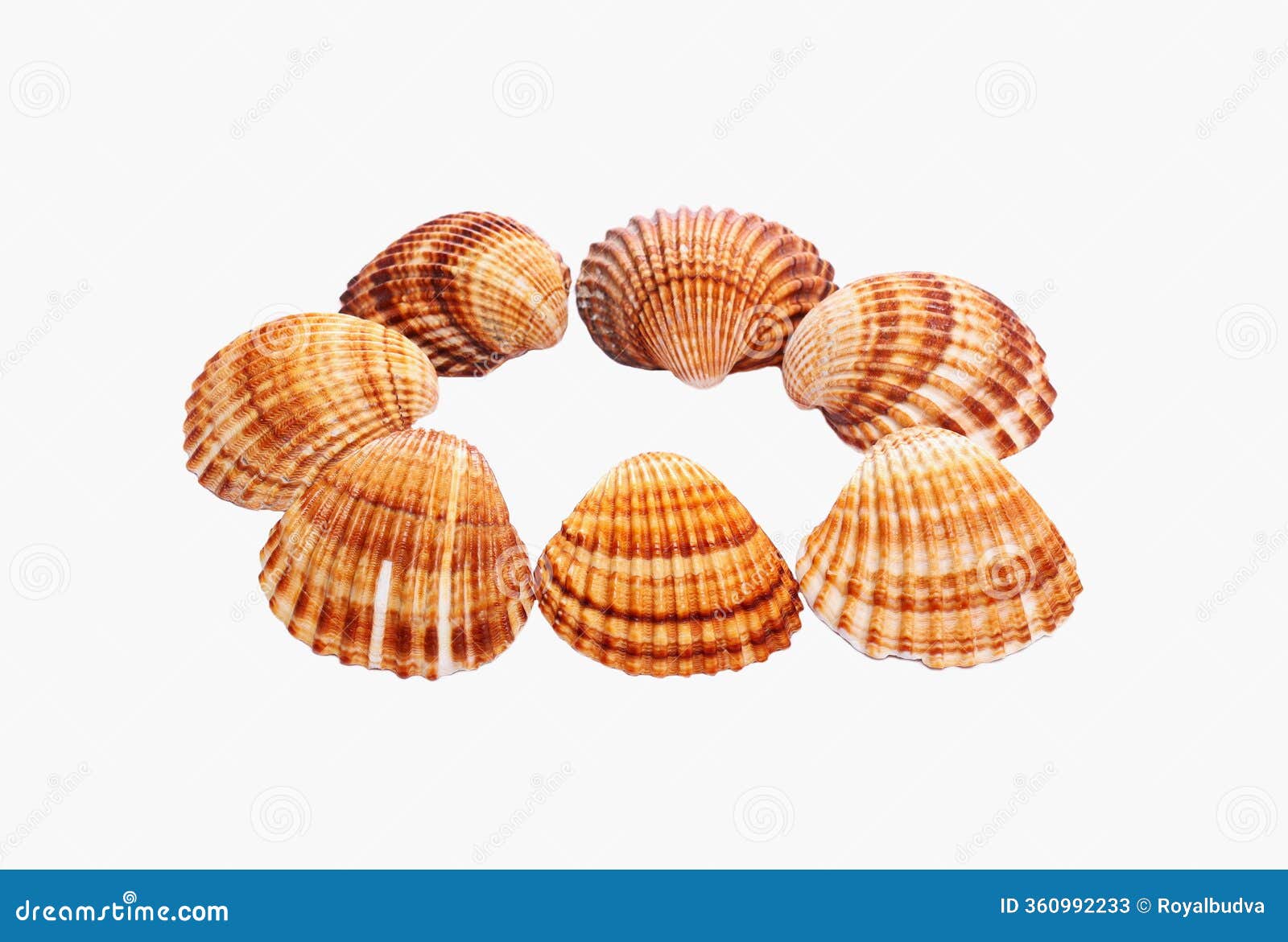 Collection of Seashells Isolated on White Background Stock Image ...