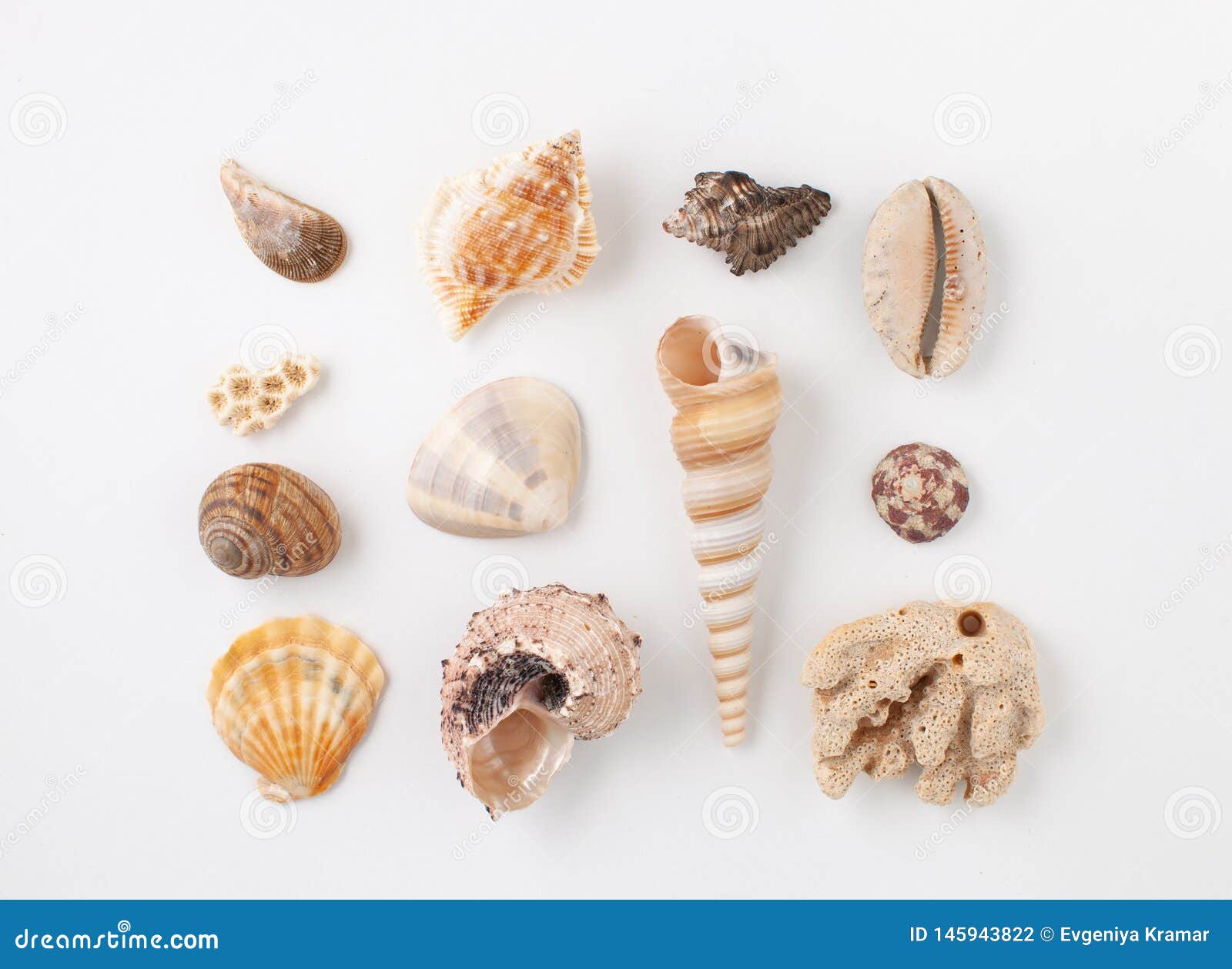 Types Of Conch Shells